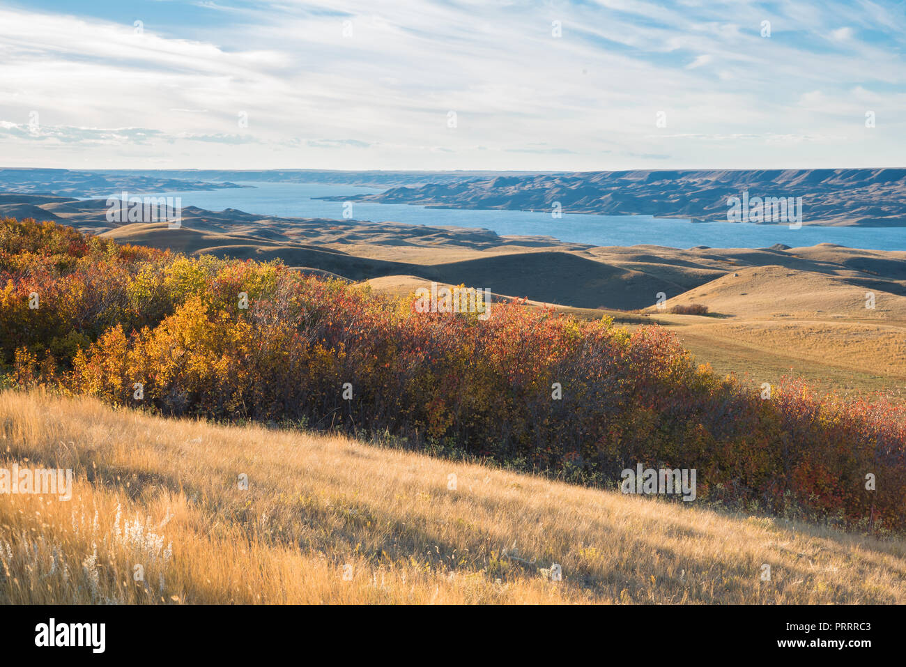 Sunset over autumn leaves on a hillside overlooking Lake Diefenbaker in ...