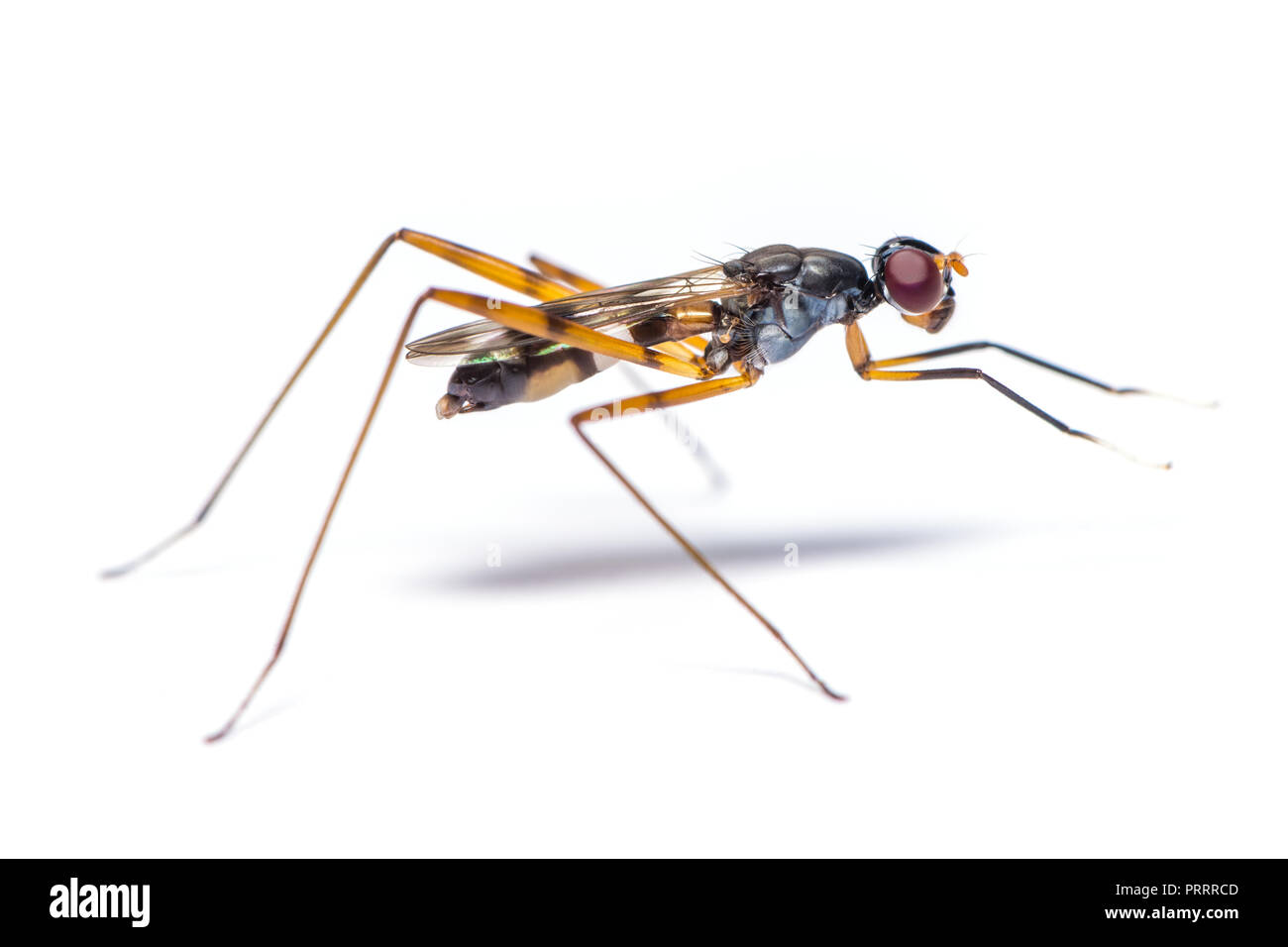 Stilt-legged fly isolated on white background Stock Photo - Alamy