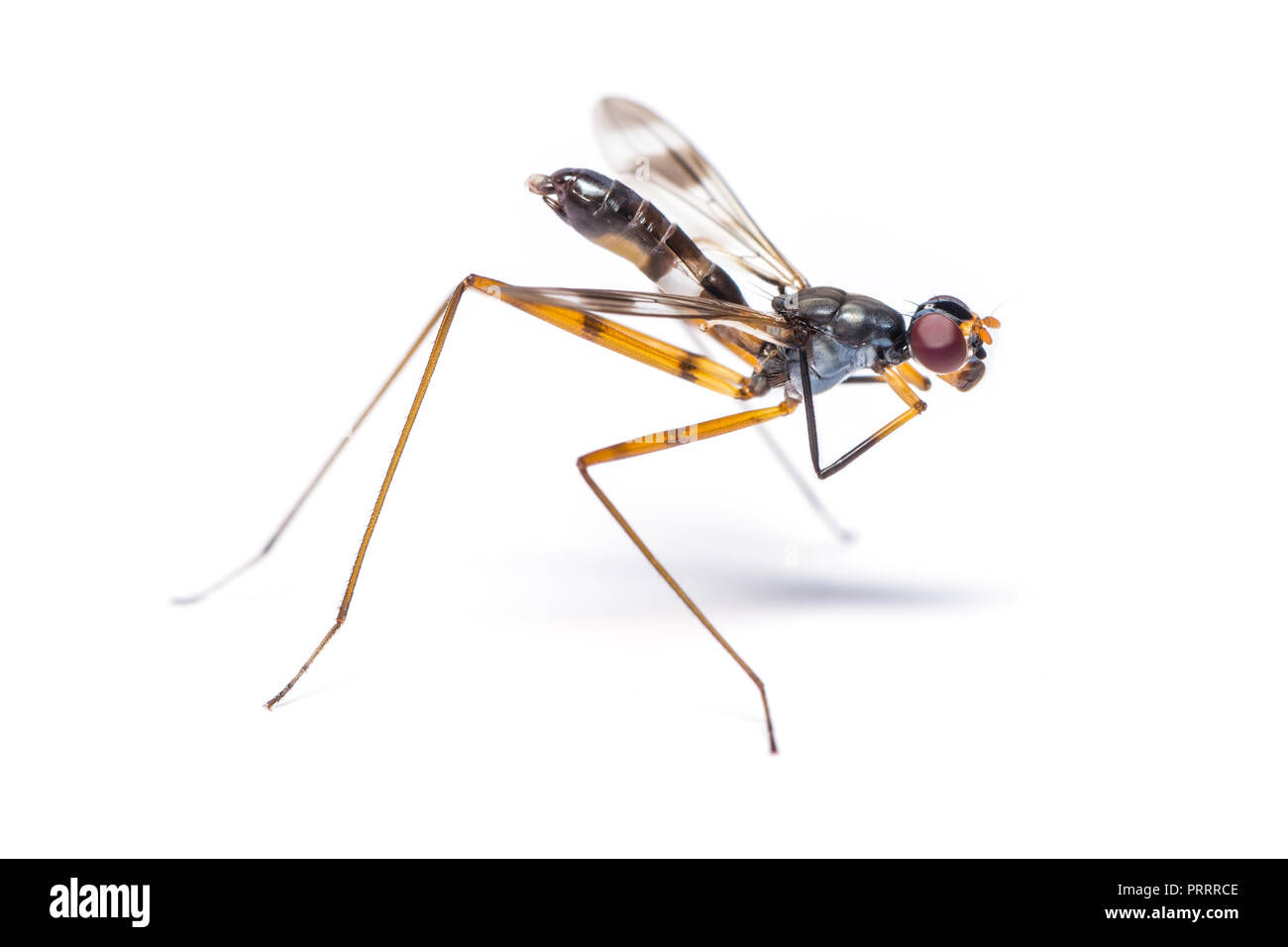 Stilt-legged fly use its front legs to rubs its wing isolated on white ...