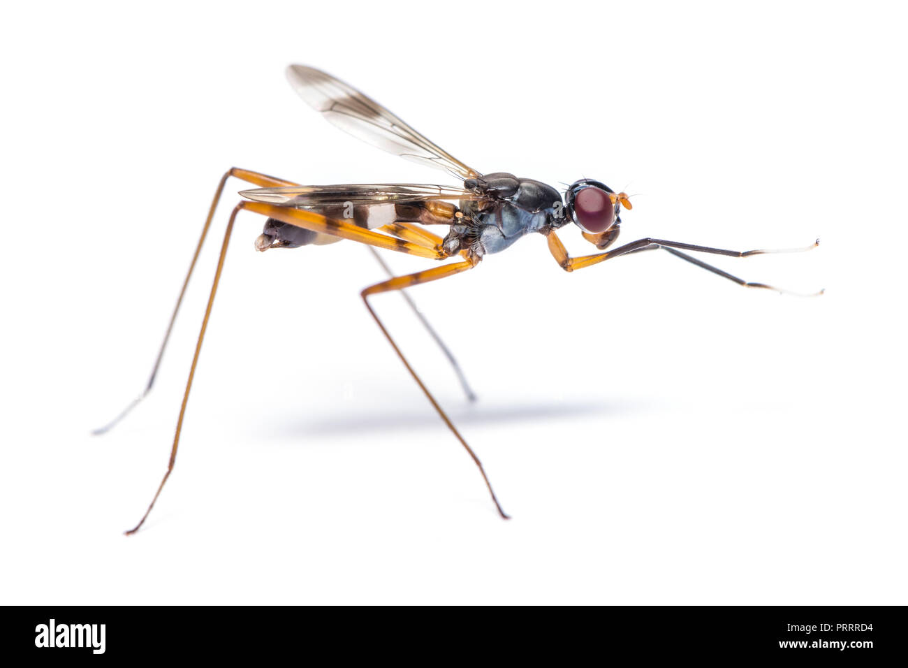 Stilt-legged fly rubs its front legs and wiggle its wing isolated on ...