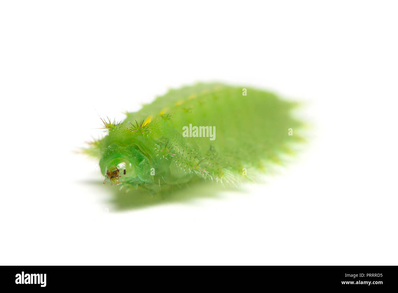 Limacodidae High Resolution Stock Photography and Images - Alamy