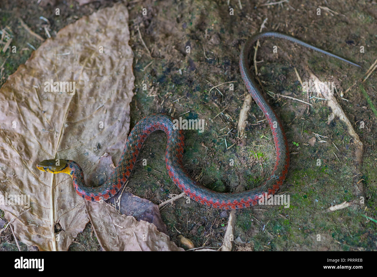 Painted keelback snake with colorful body crawling on the ground Stock ...
