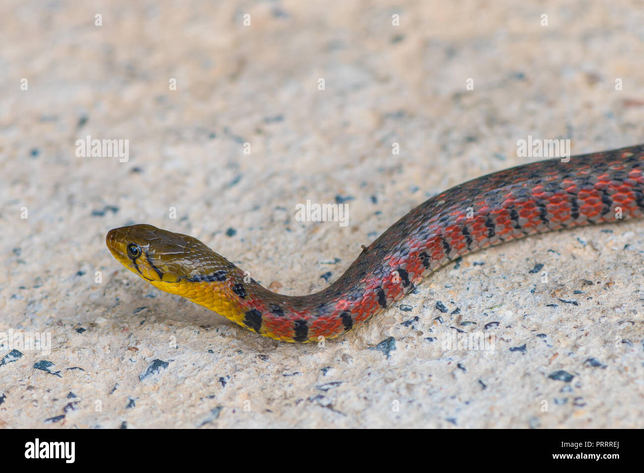 Keelback snake hi-res stock photography and images - Alamy