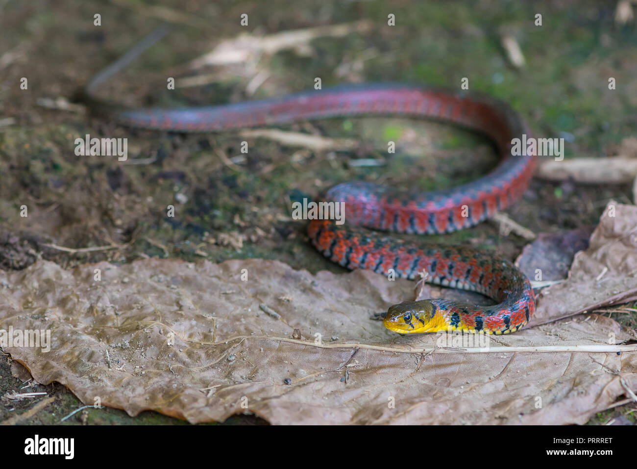 Painted keelback snake with colorful body crawling on the ground Stock ...