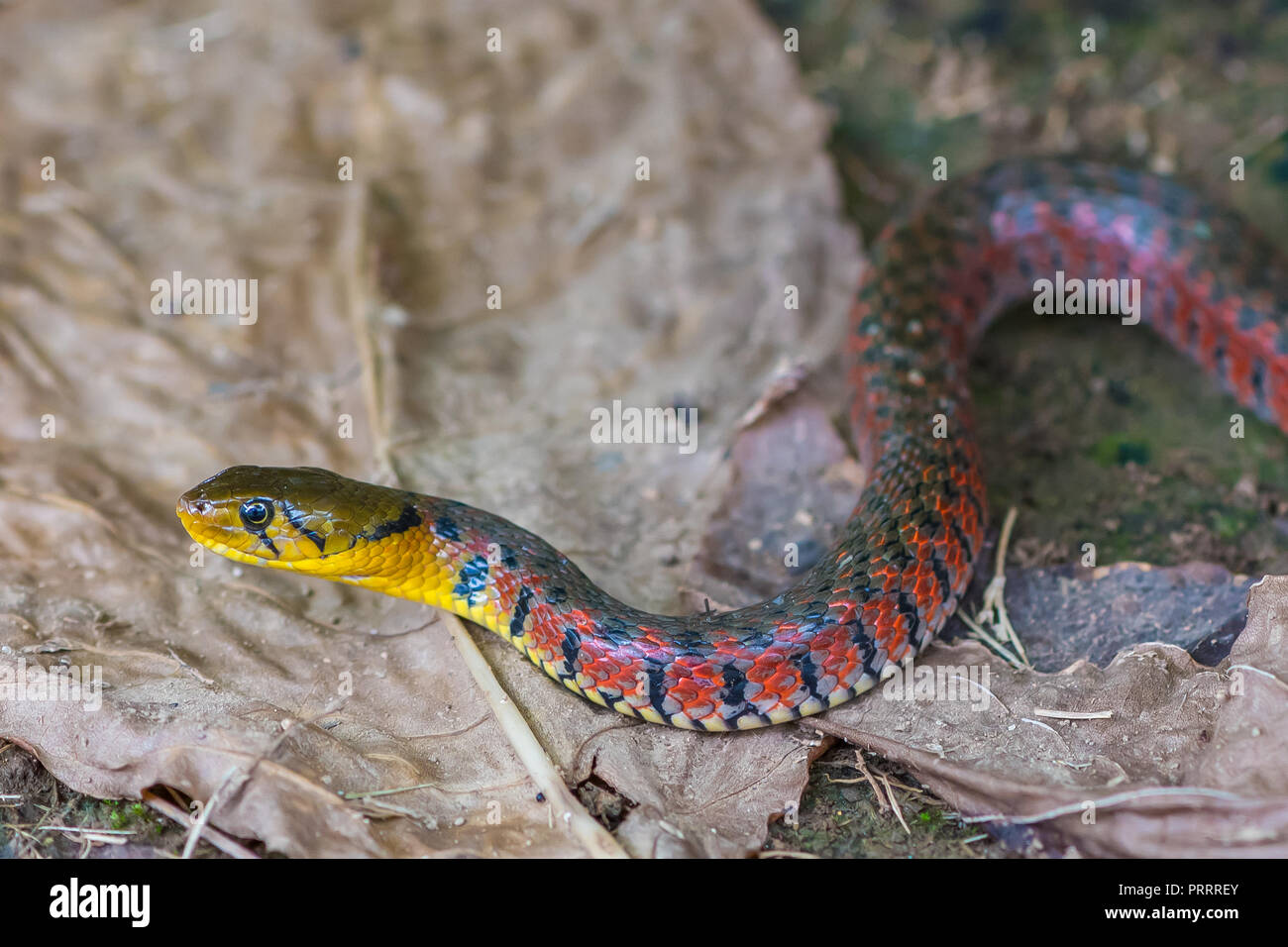 Painted keelback snake with colorful body crawling on the ground Stock ...