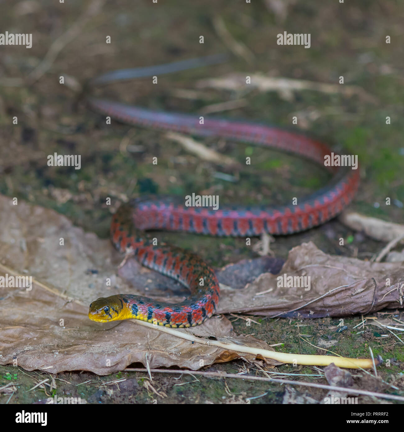 Painted keelback snake with colorful body crawling on the ground Stock ...