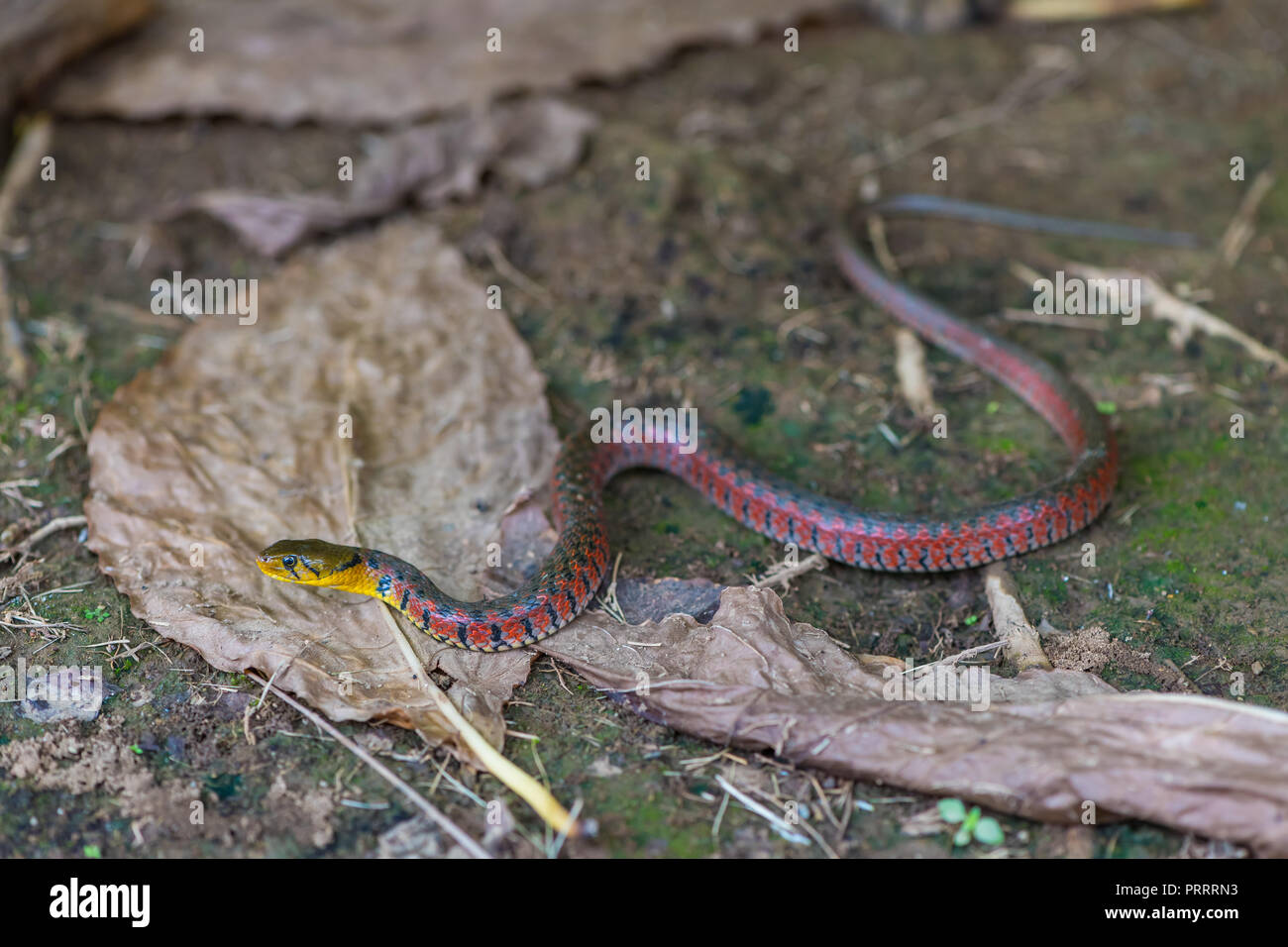 Painted keelback snake with colorful body crawling on the ground Stock ...