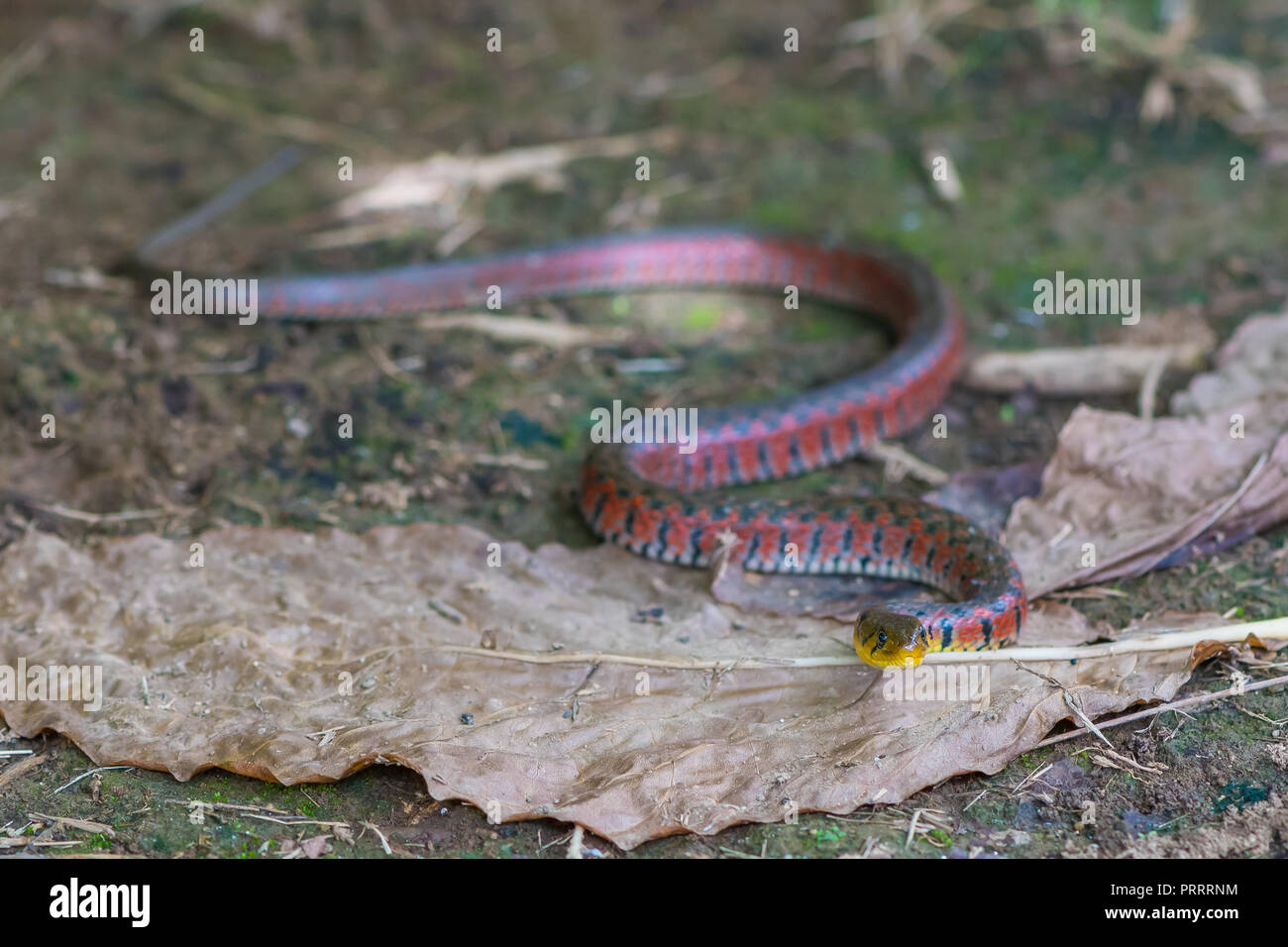 Painted keelback snake with colorful body crawling on the ground Stock ...