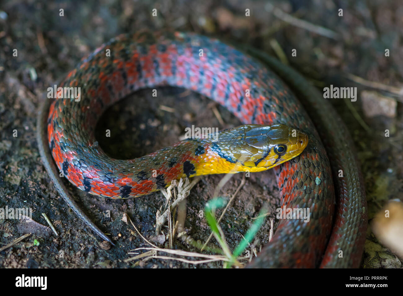 Keelback snake hi-res stock photography and images - Alamy