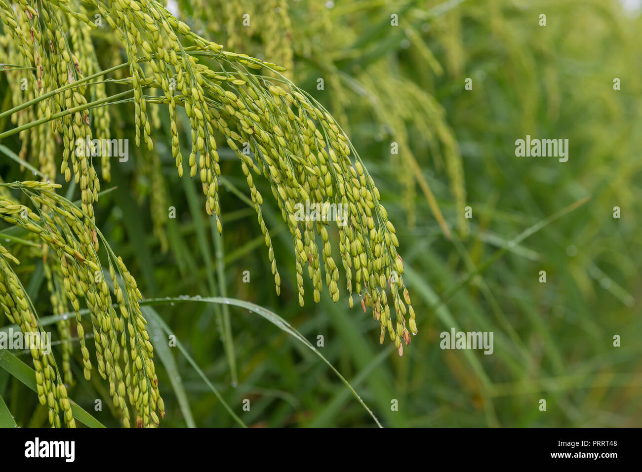 Rice ear hi-res stock photography and images - Alamy