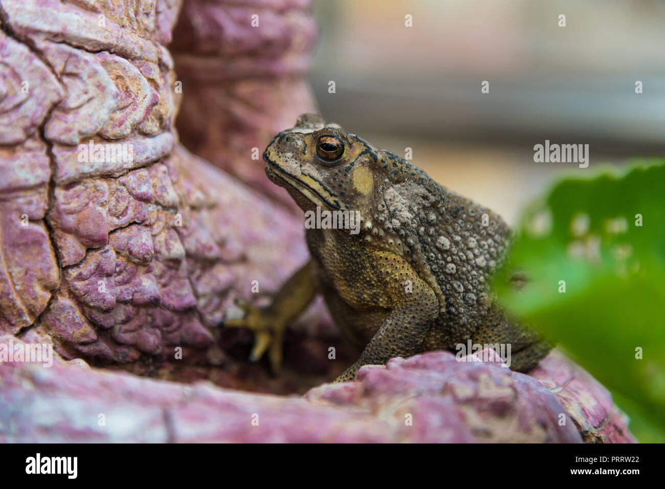 The toad standing and wait for its prey Stock Photo - Alamy