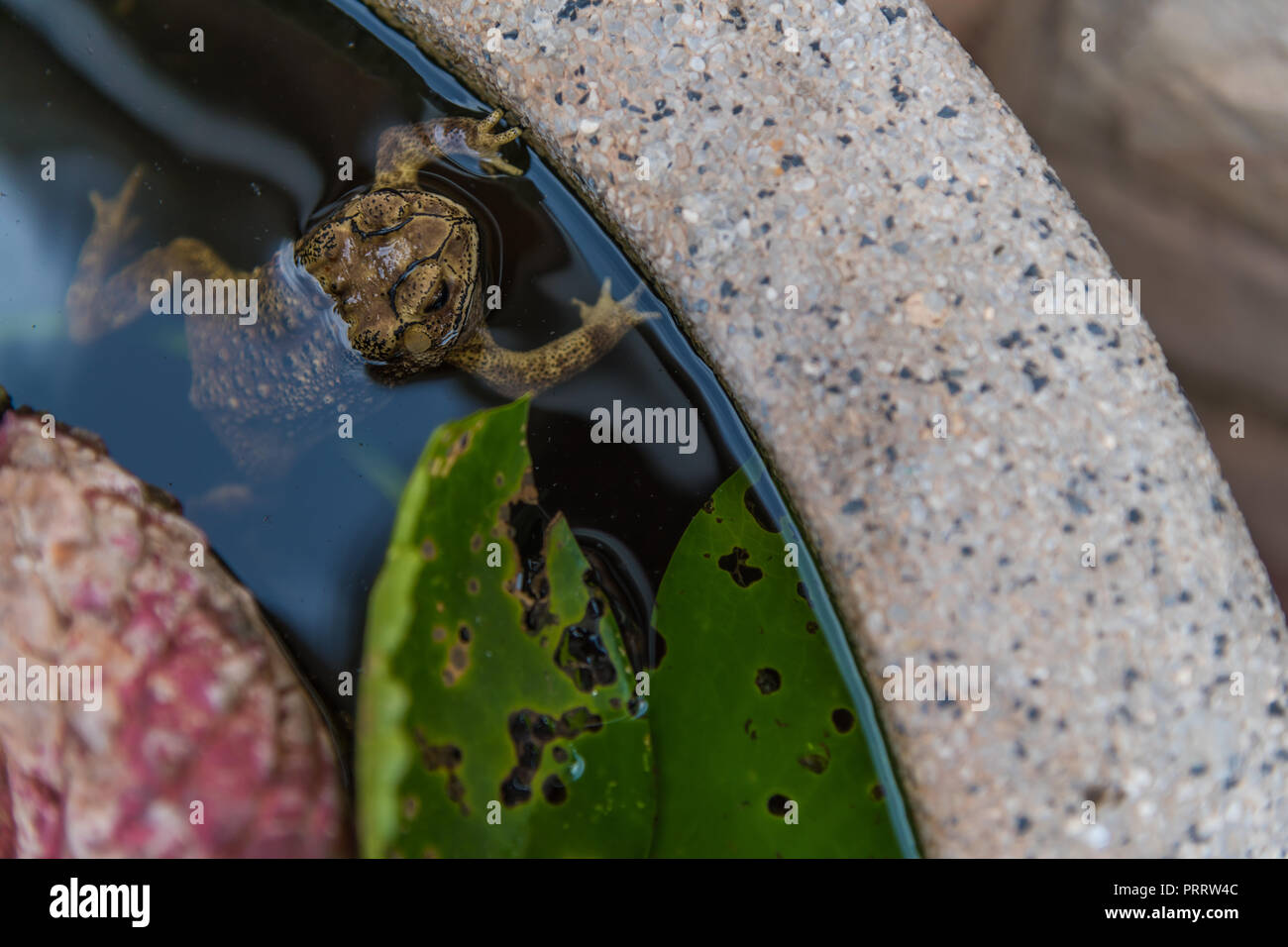 The toad swim in a lotus bowl Stock Photo - Alamy