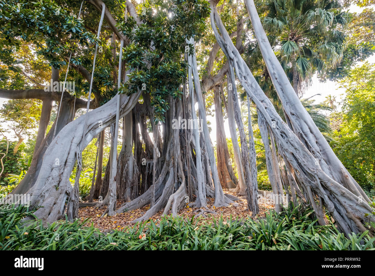 Ficus Tree, Botanic Garden, Puerto de la Cruz, Tenerife, Canary Islands ...