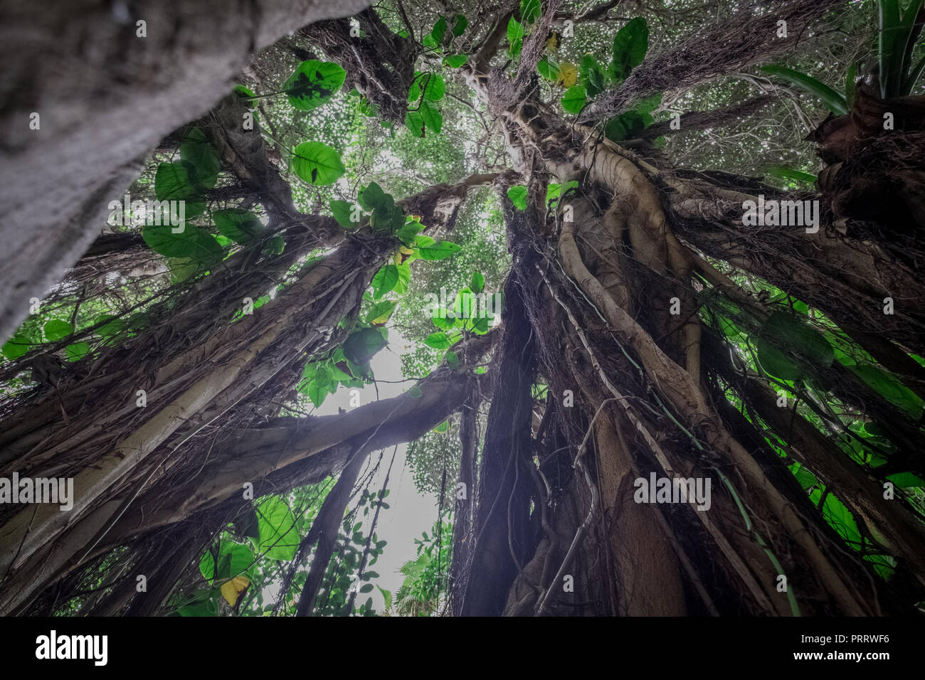 Jungle tree hi-res stock photography and images - Alamy