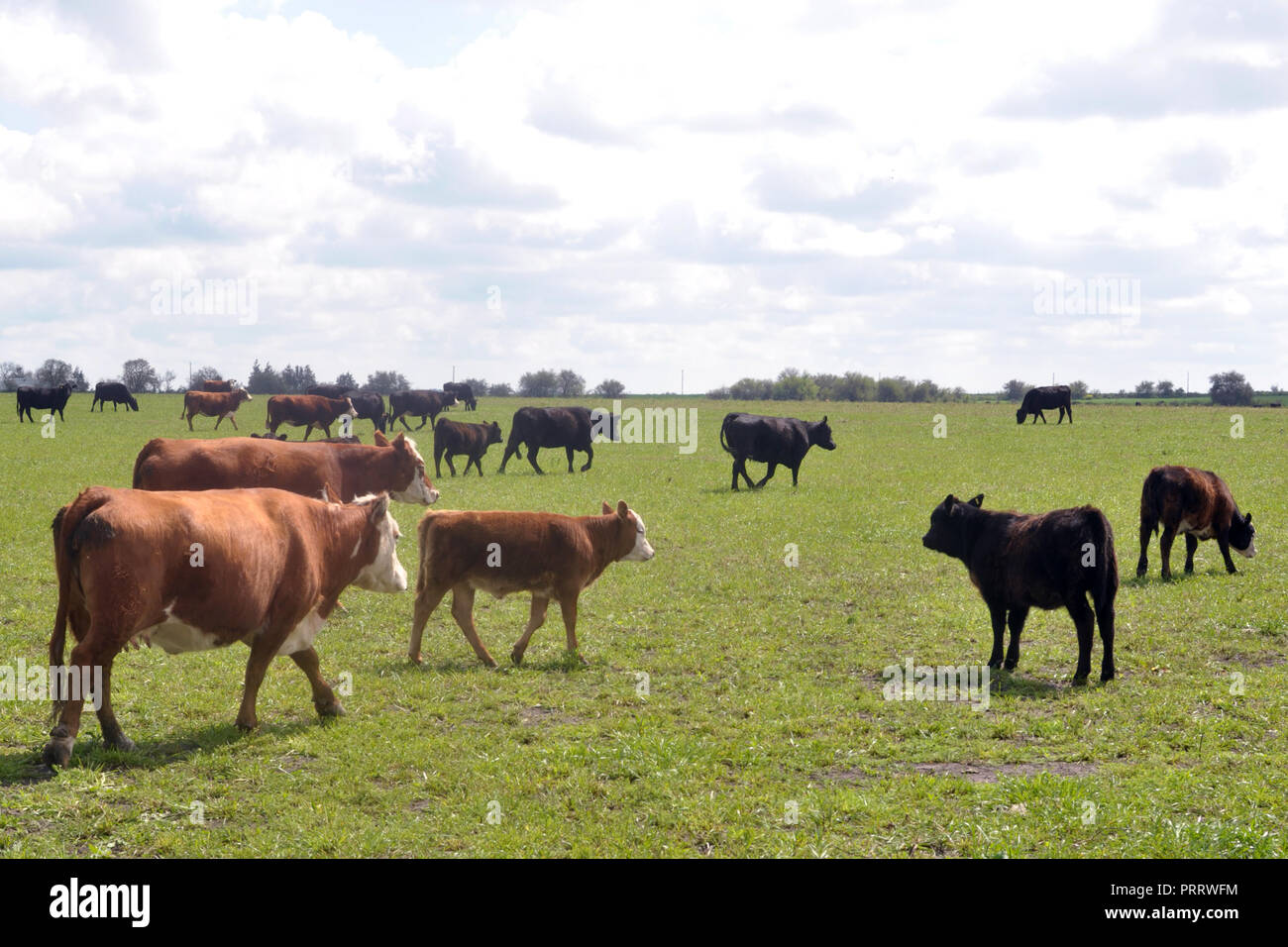 Cattle pasturing hi-res stock photography and images - Alamy