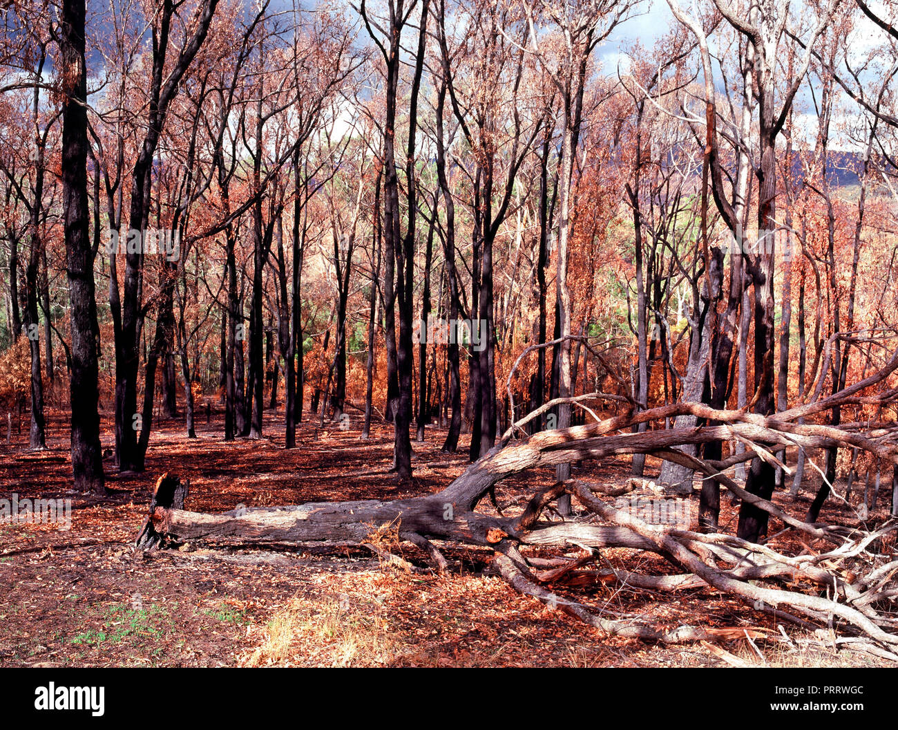 Burnt Trees and Landscape from the 2009 Black Saturday Bushfires ...