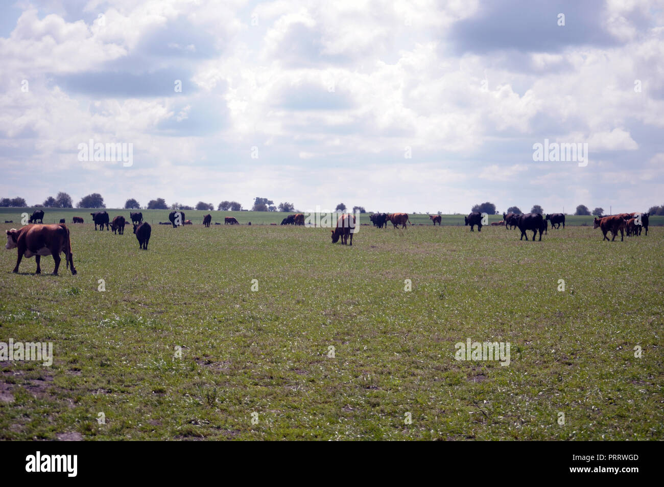 Hereford cattle pasturing in a farm Stock Photo - Alamy