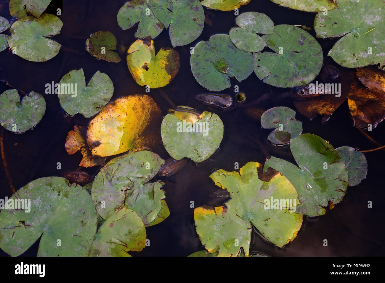 Lily Pads Floating in a Pond in San Francisco's Golden Gate Park Stock Photo - Alamy