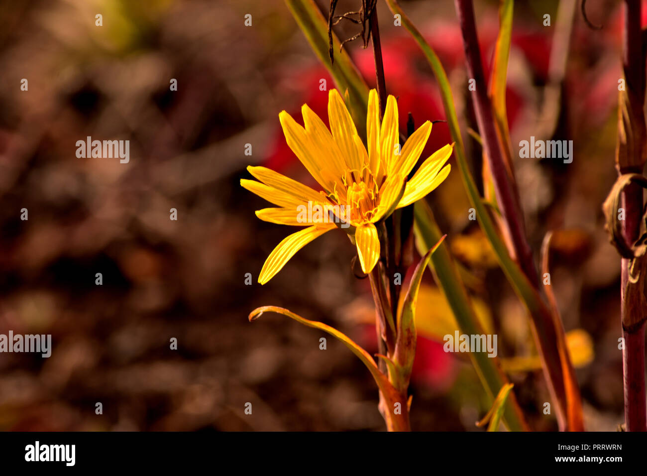 Wild flower in the fall Stock Photo - Alamy