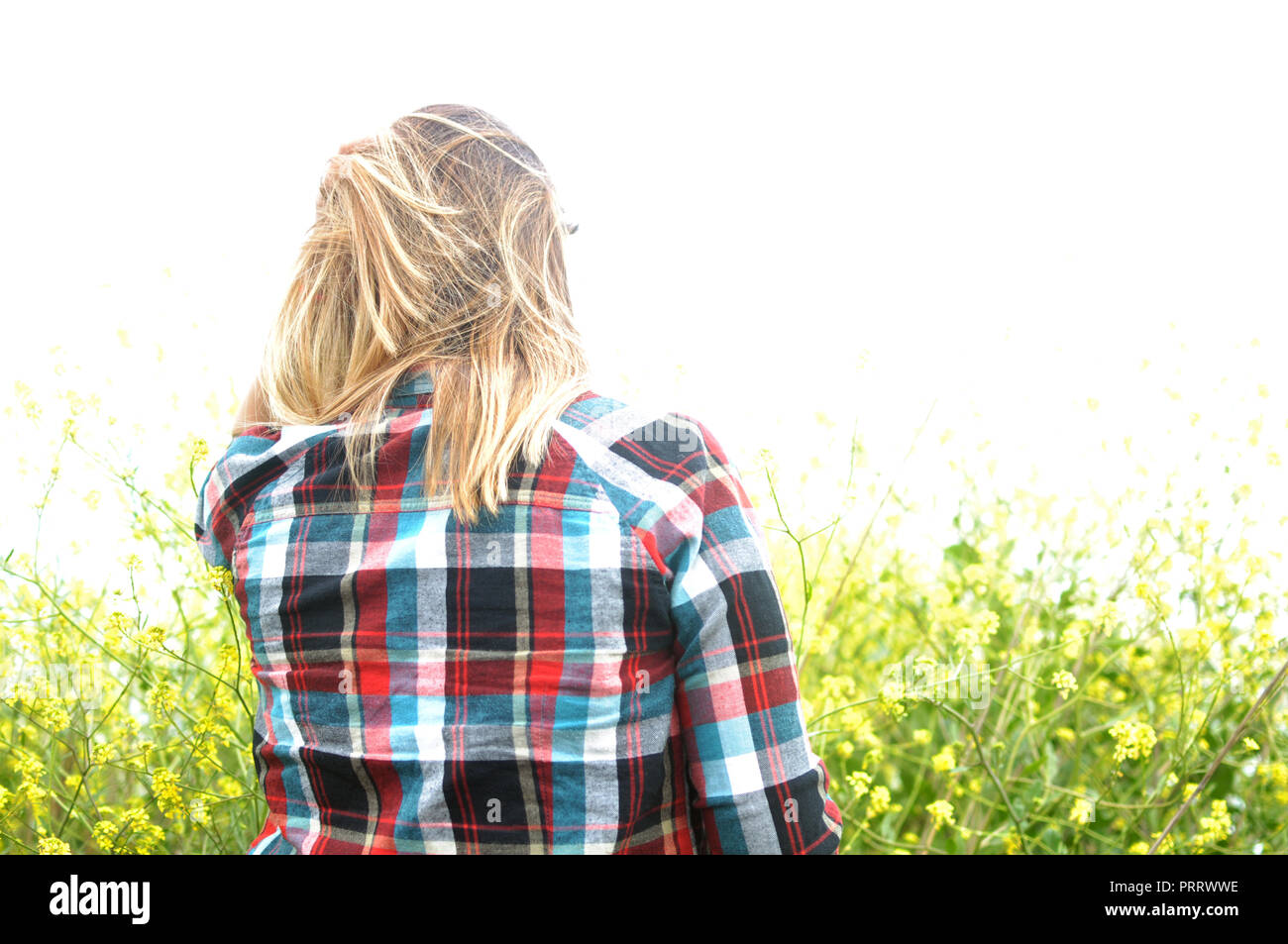 Yellow blooming canola plantation hi-res stock photography and images ...