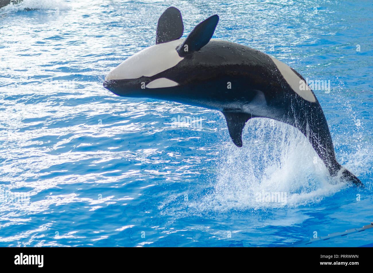 a jumping orca in a blue sea Stock Photo - Alamy