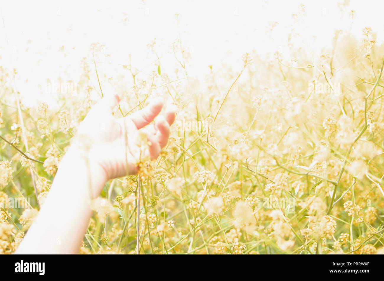 Grassland cattle argentina hi-res stock photography and images - Alamy