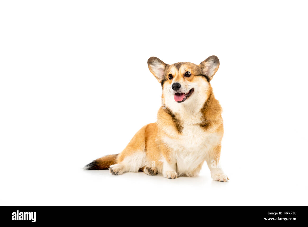 cute welsh corgi pembroke isolated on white background Stock Photo - Alamy
