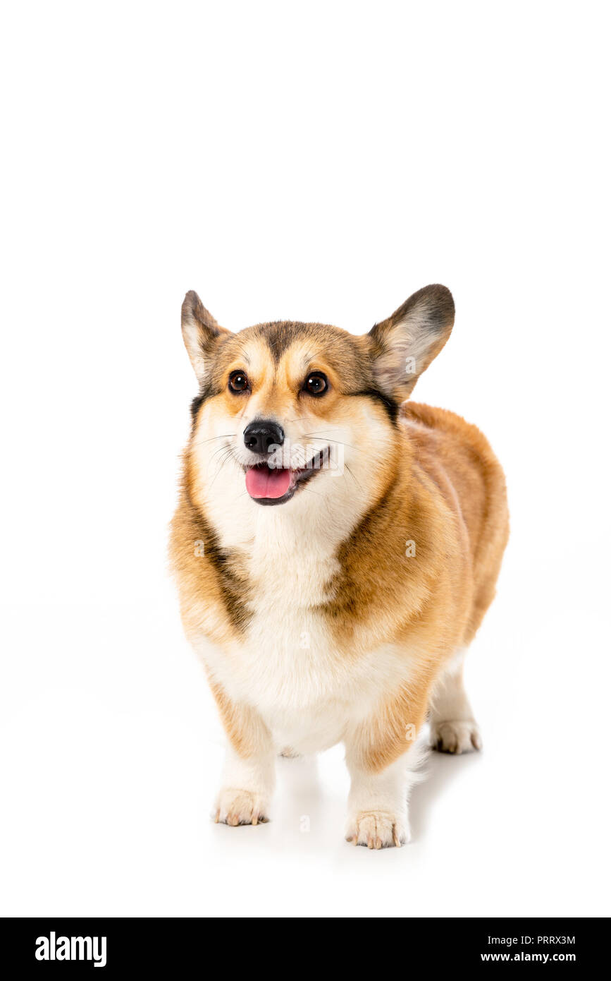 adorable welsh corgi pembroke standing isolated on white background ...