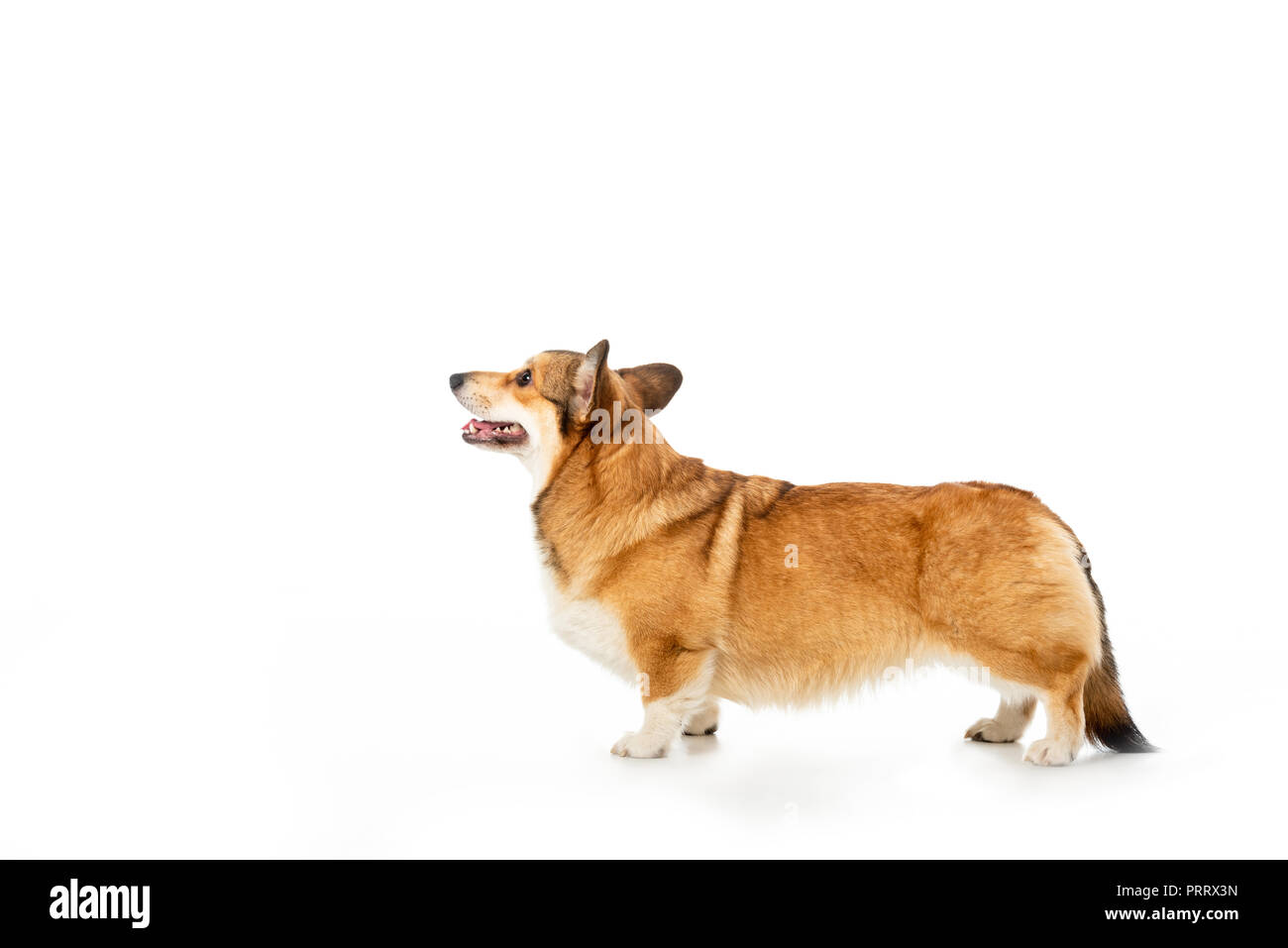 side view of welsh corgi pembroke isolated on white background Stock ...
