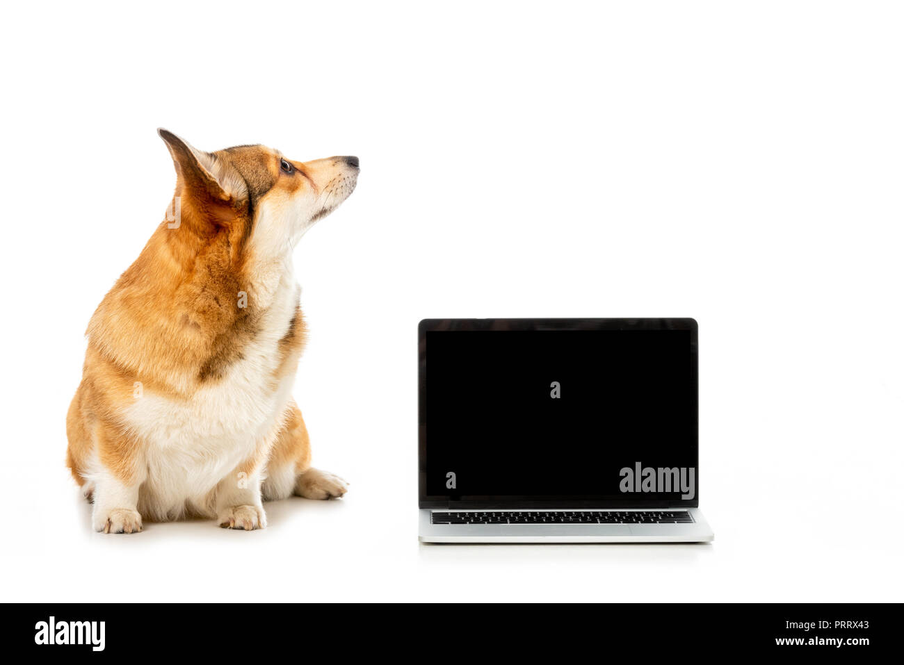 welsh corgi pembroke looking away and sitting near laptop with blank ...