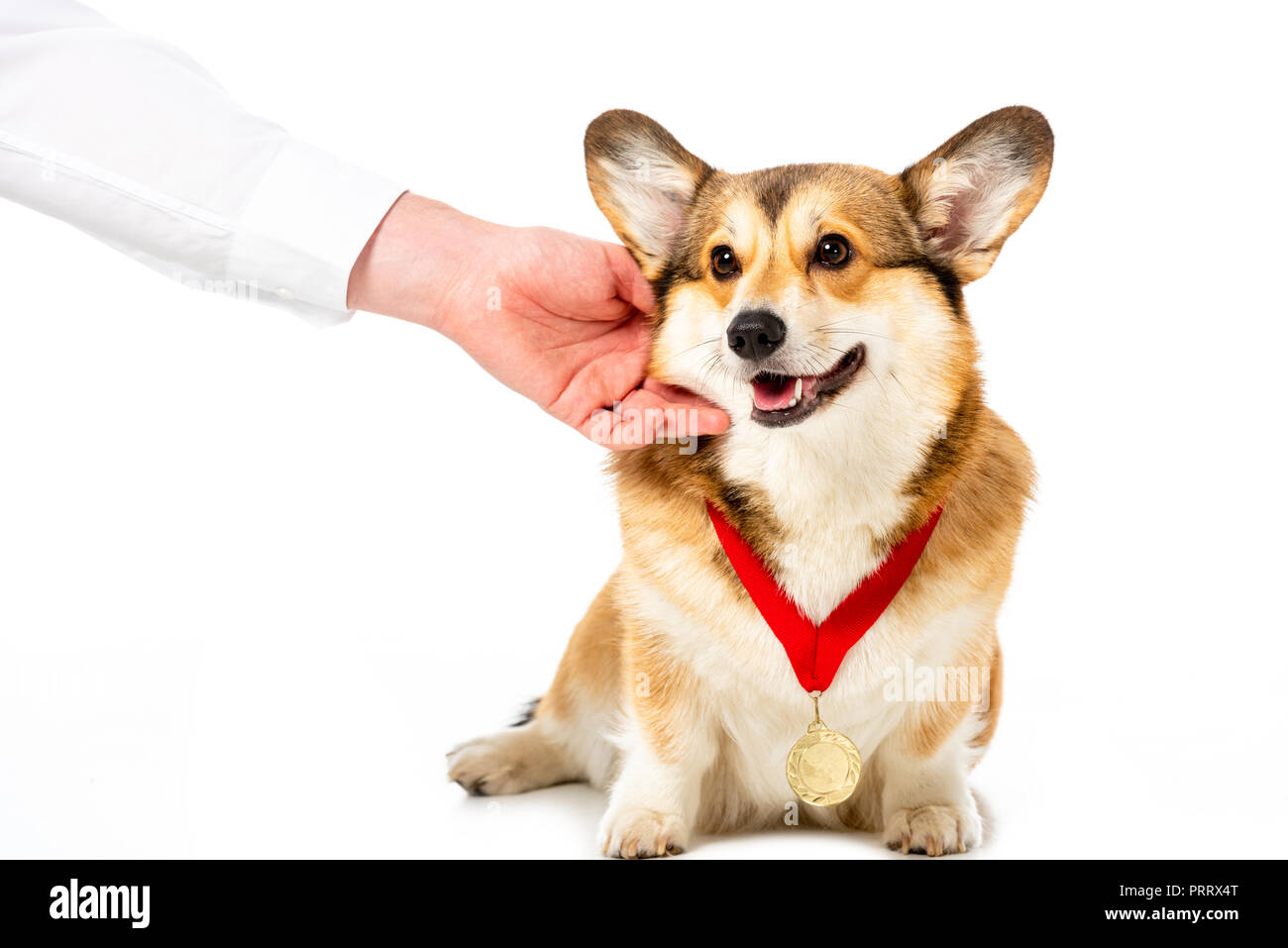 partial view of man touching corgi with golden medal isolated on white ...