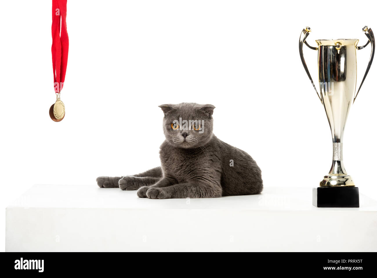 Animal fur trophy hi-res stock photography and images - Alamy