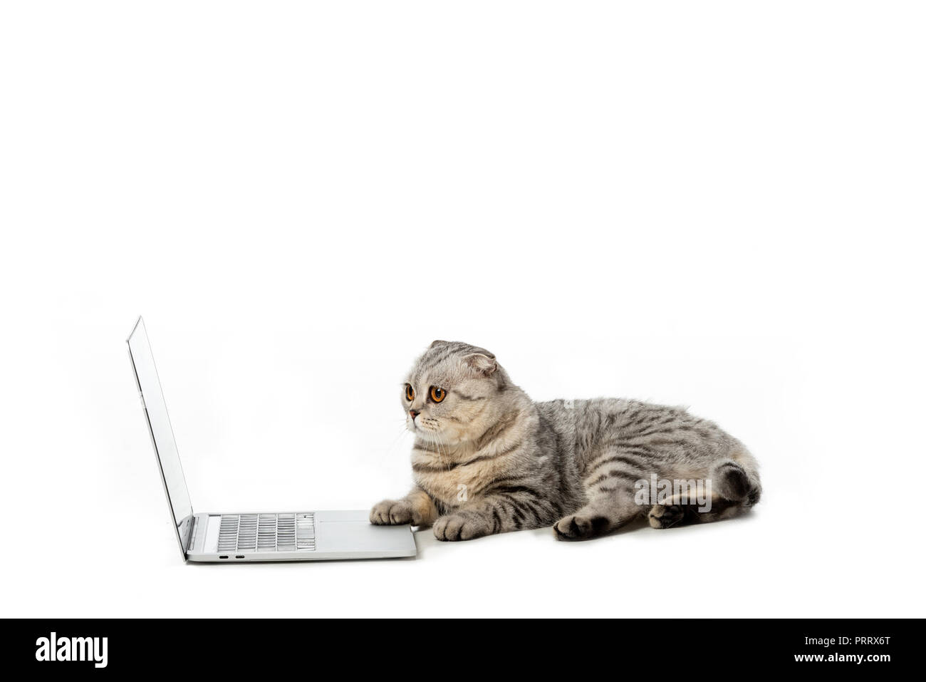 Cat using laptop hi-res stock photography and images - Alamy