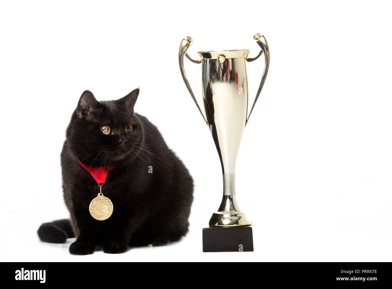 Winner cat show hi-res stock photography and images - Alamy