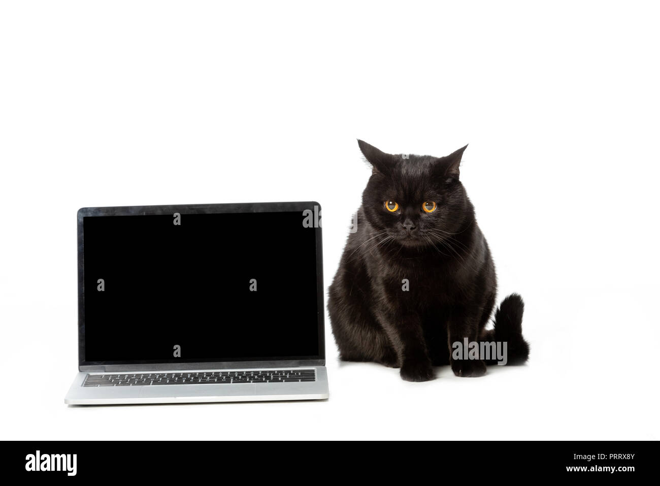 cute black british shorthair cat sitting near laptop with blank screen ...
