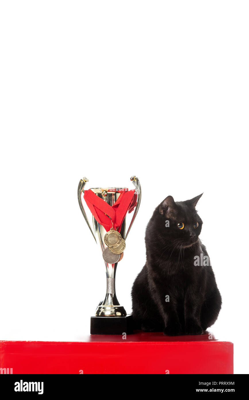adorable black british shorthair cat sitting near golden trophy cup and ...