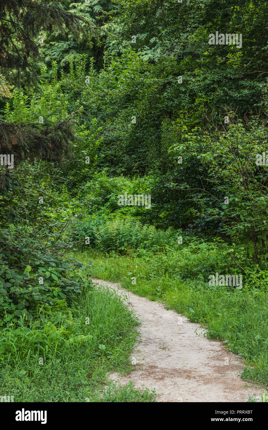 scenic shot rural pathway of green forest Stock Photo - Alamy