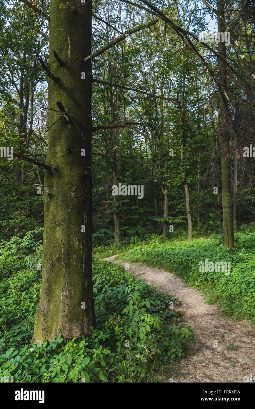 dramatic shot rural pathway of green forest Stock Photo - Alamy