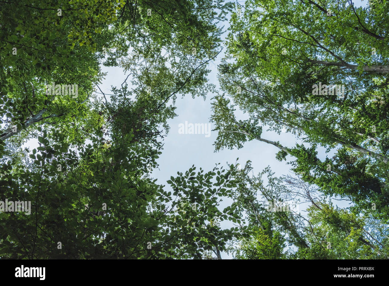 bottom view of blue sky through tree branches Stock Photo - Alamy