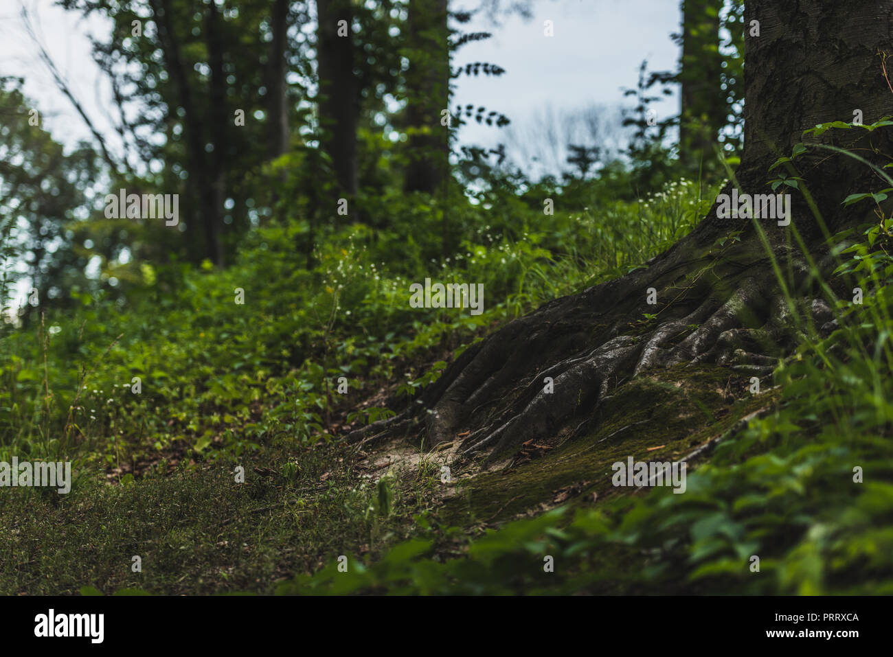 close-up shot of tree roots with ground covered with moss in forest ...