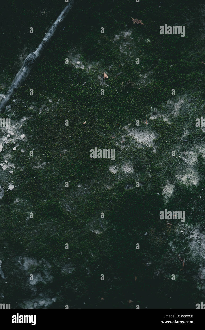 Backdrop of mossy trees hi-res stock photography and images - Alamy