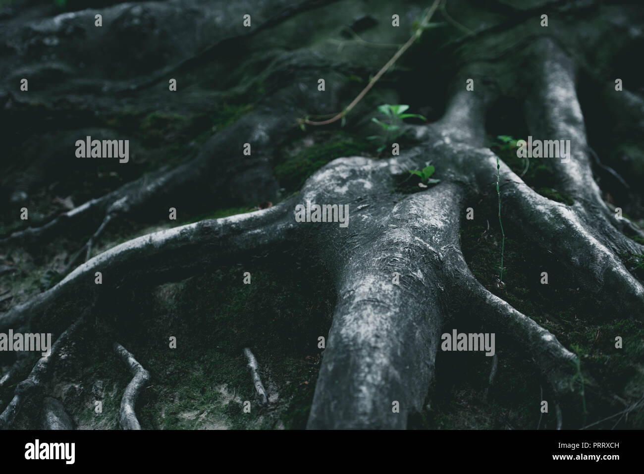 dramatic close-up shot of tree roots in forest Stock Photo - Alamy