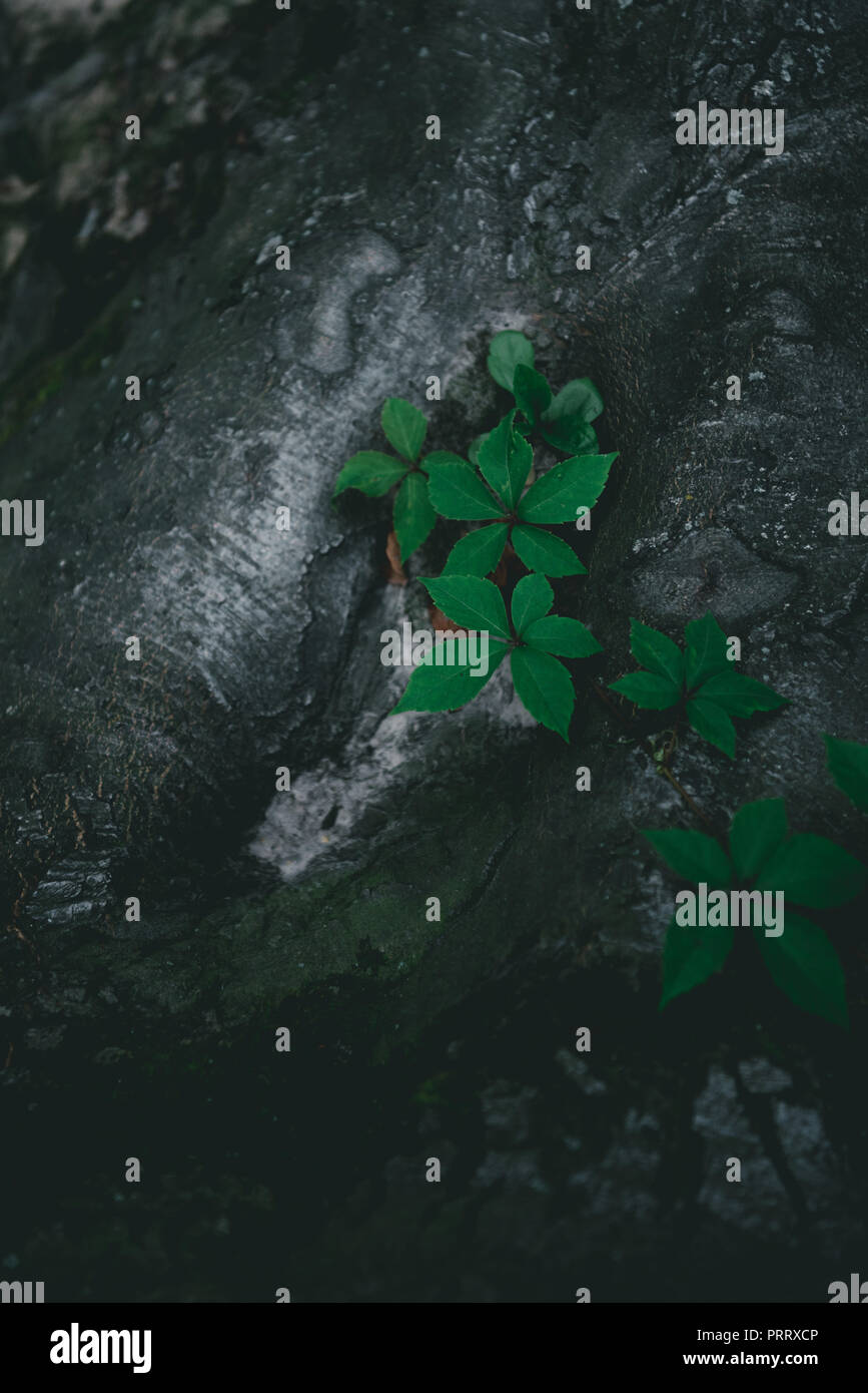 close-up shot of tree roots with vine Stock Photo - Alamy