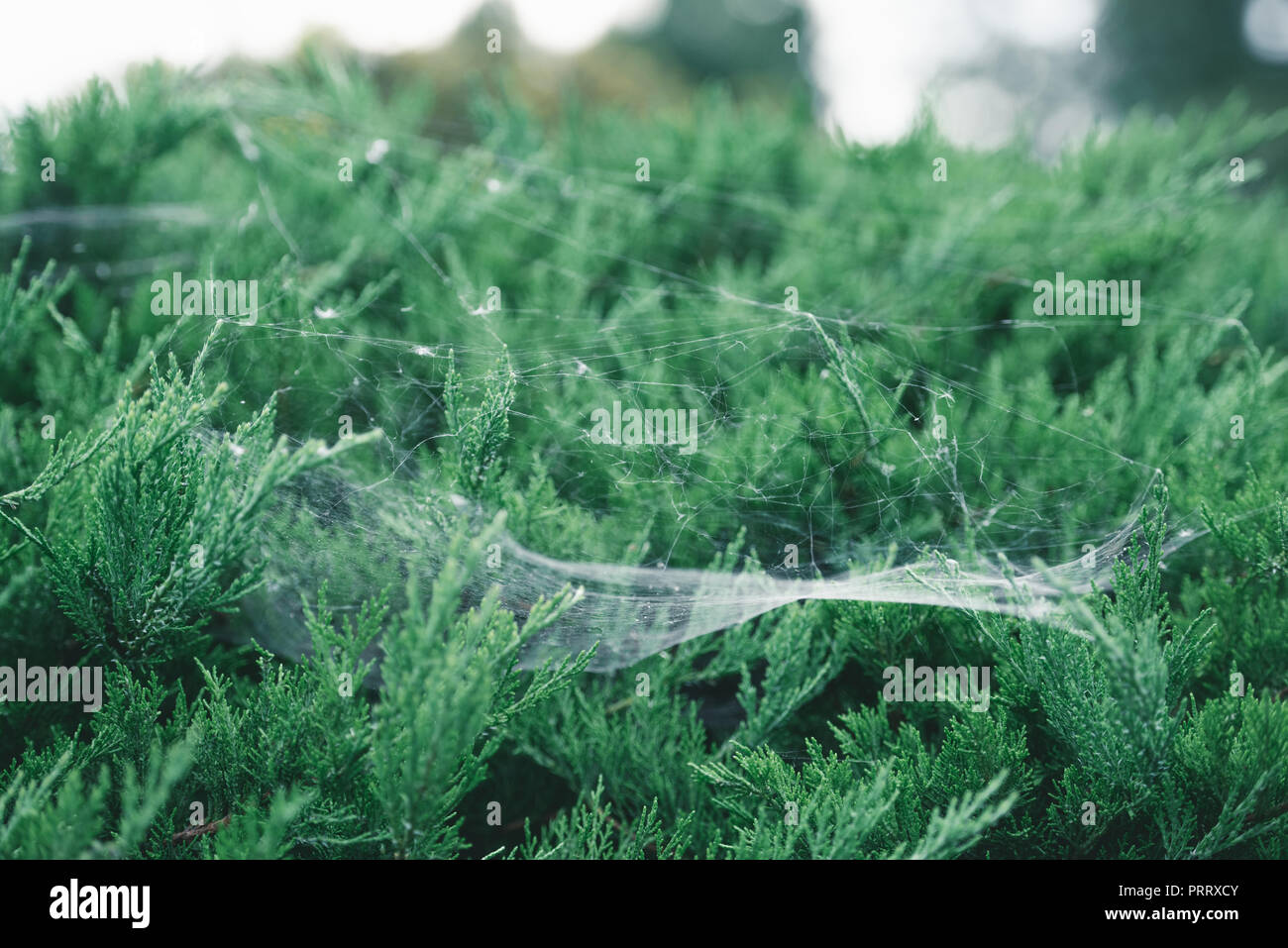 close-up shot of fir branches covered with spider web Stock Photo - Alamy