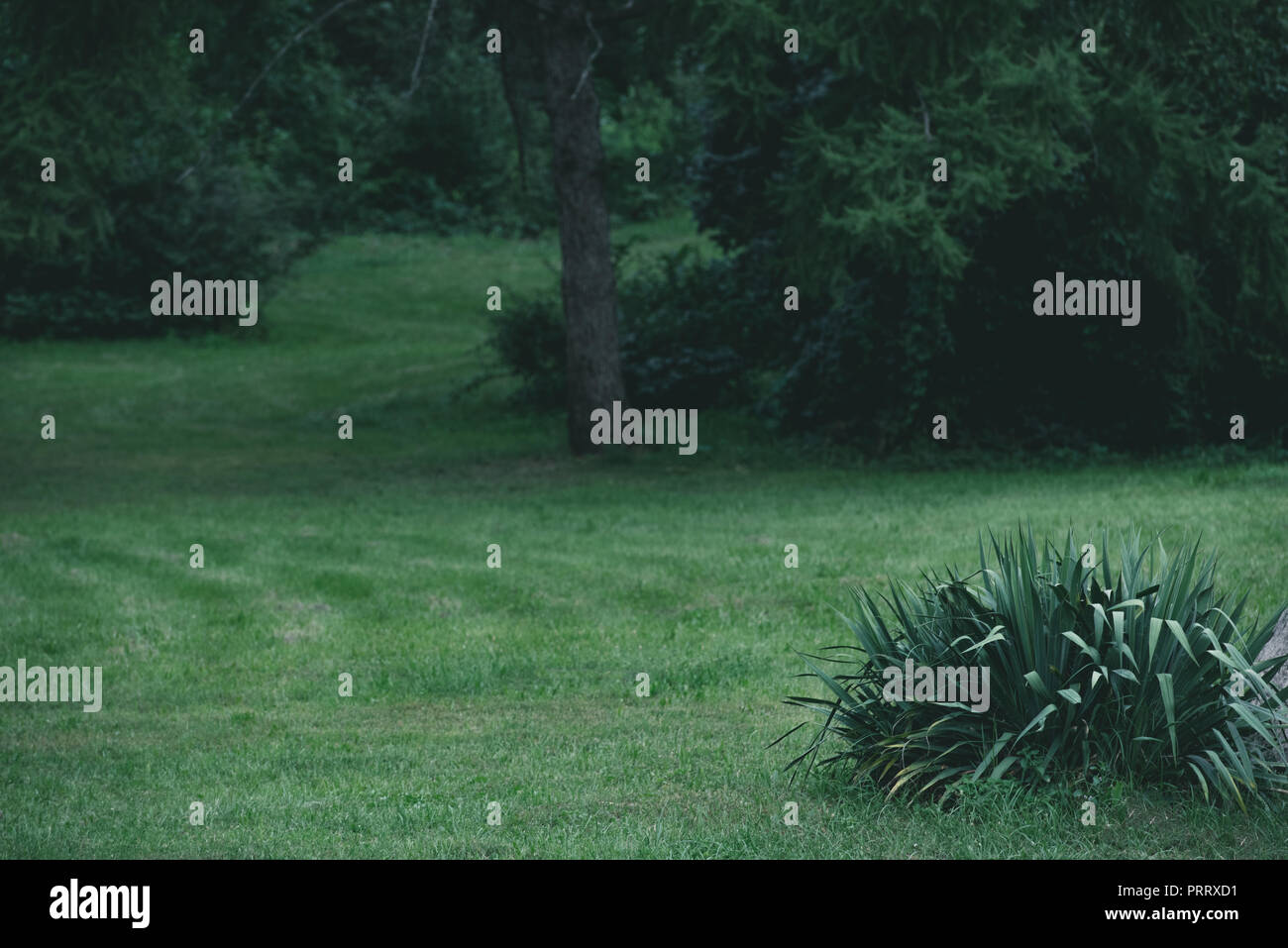 green grass meadow in botanical graden Stock Photo - Alamy