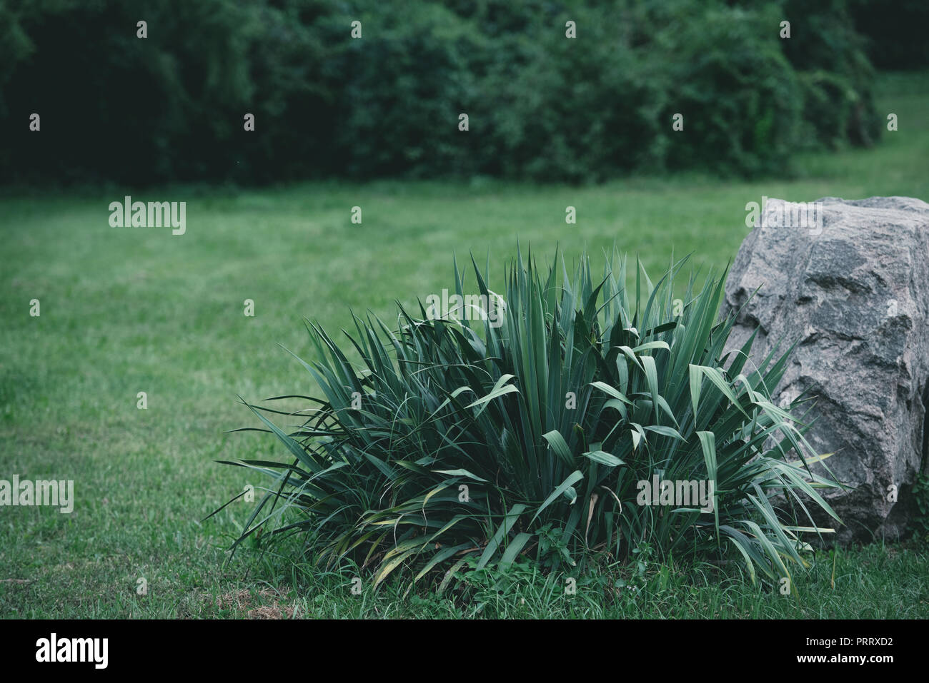 decorative bush and rock on meadow in botanical garden Stock Photo - Alamy