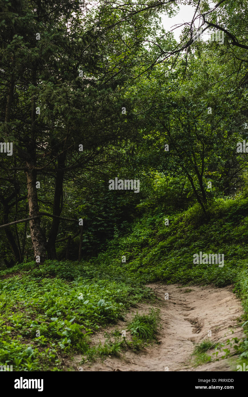 rural pathway in beautiful green forest on hill Stock Photo - Alamy