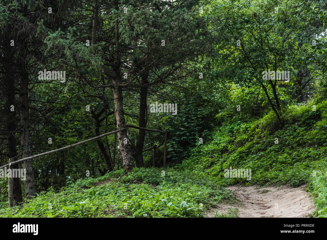 scenic shot of rural pathway in beautiful green forest on hill Stock ...