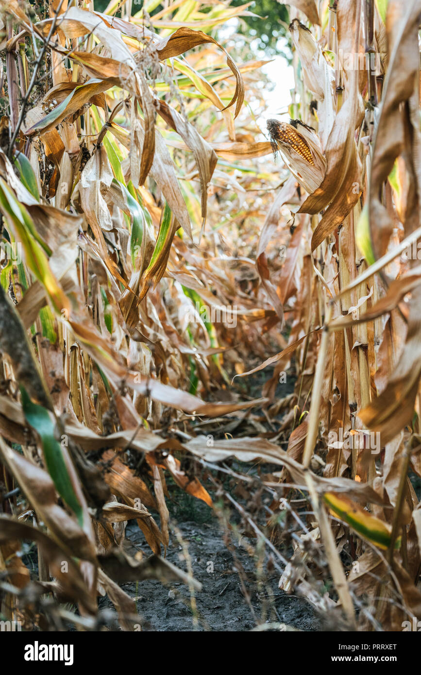 Plants withering hi-res stock photography and images - Alamy