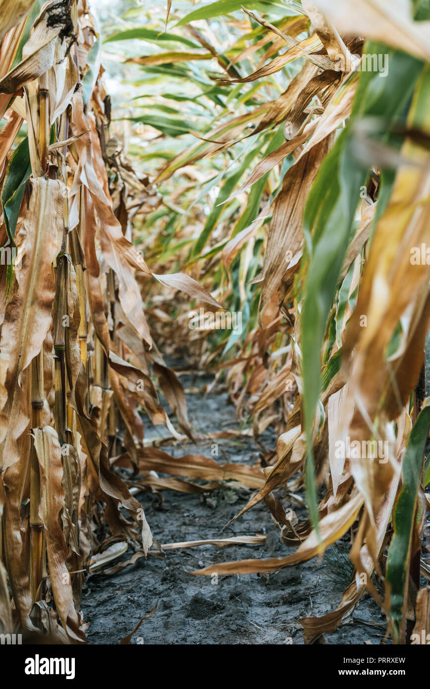 Plants withering hi-res stock photography and images - Alamy